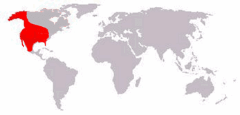 Abe's Animals: Short-faced bear range