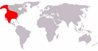 Abe's Animals: Short-faced bear range