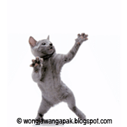 Kumpulan Gambar Kucing Lucu Bergerak GIF Terbaru