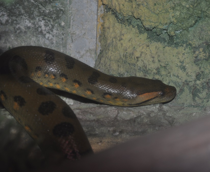 ZOOTOGRAFIANDO (6.100 ANIMALS): ANACONDA VERDE O COMÚN / COMMON OR ...