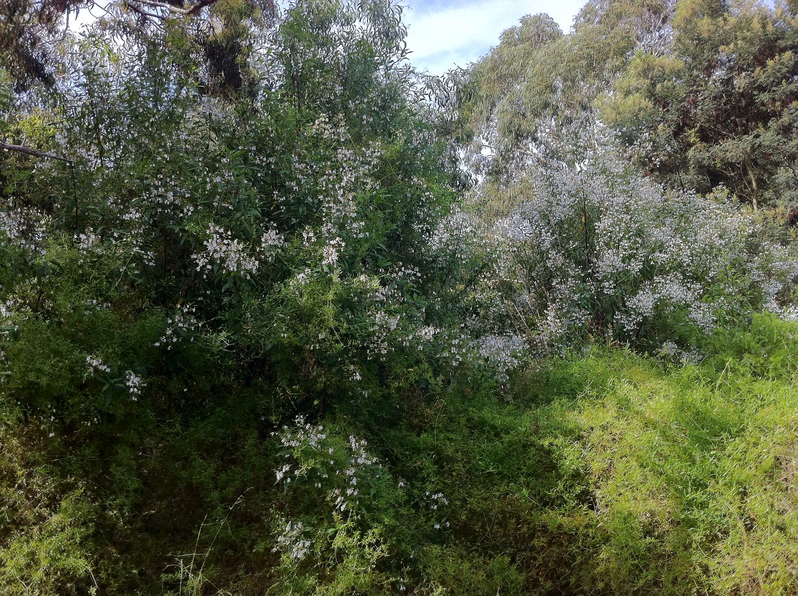Plant Nerd School for Plant Nerds: Victorian Christmas Bush, Mint-bush ...