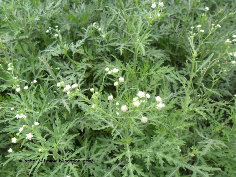 Carrot Grass(গাজর ঘাস ফুল) - Parthenium hysterophorus