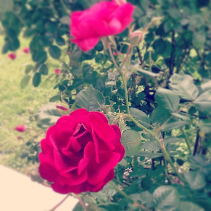 This Little House of Mine: Our Rose Bush