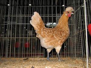 Breed Savers: Appenzeller Spitzhauben