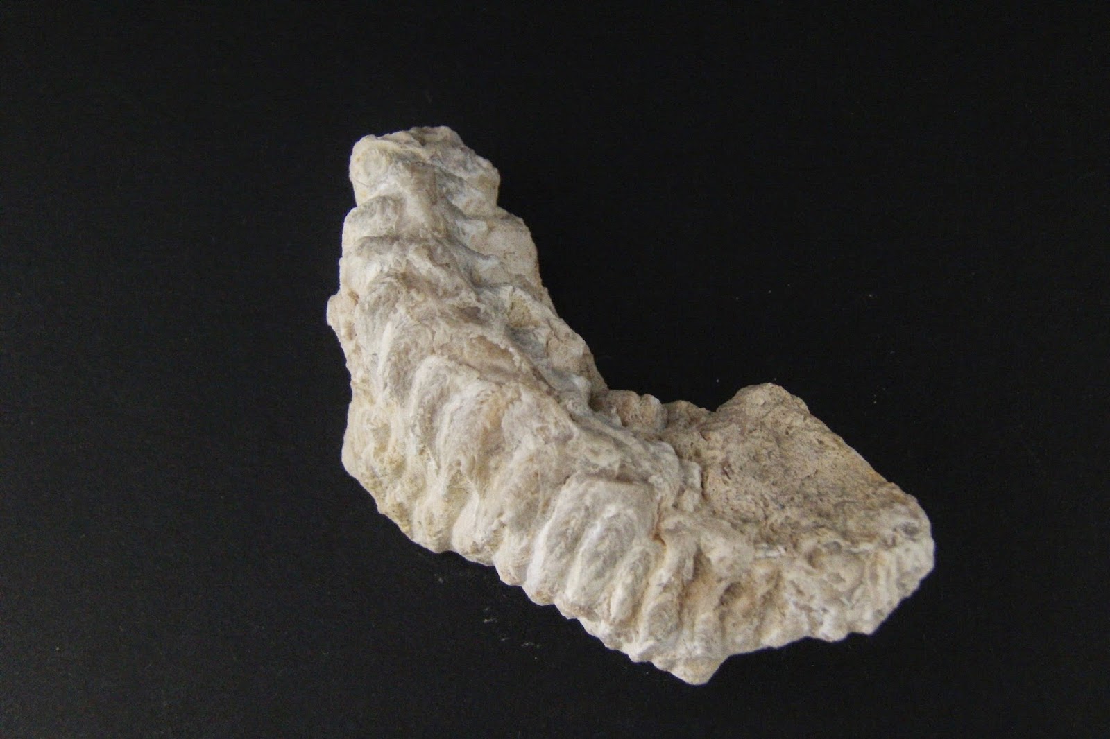 FOSSILES DE CHARENTE-MARITIME ET AUTRES ORIGINES: BIVALVES DU ...