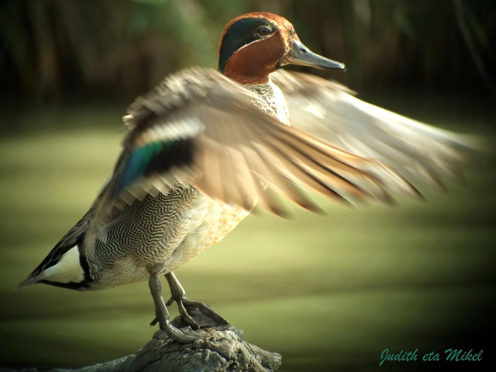 HEGAZTIKLIK: CERCETA COMÚN (Anas crecca)