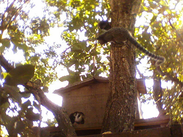 tireotubo: Cassaco, o gambá que vive no Ceará.