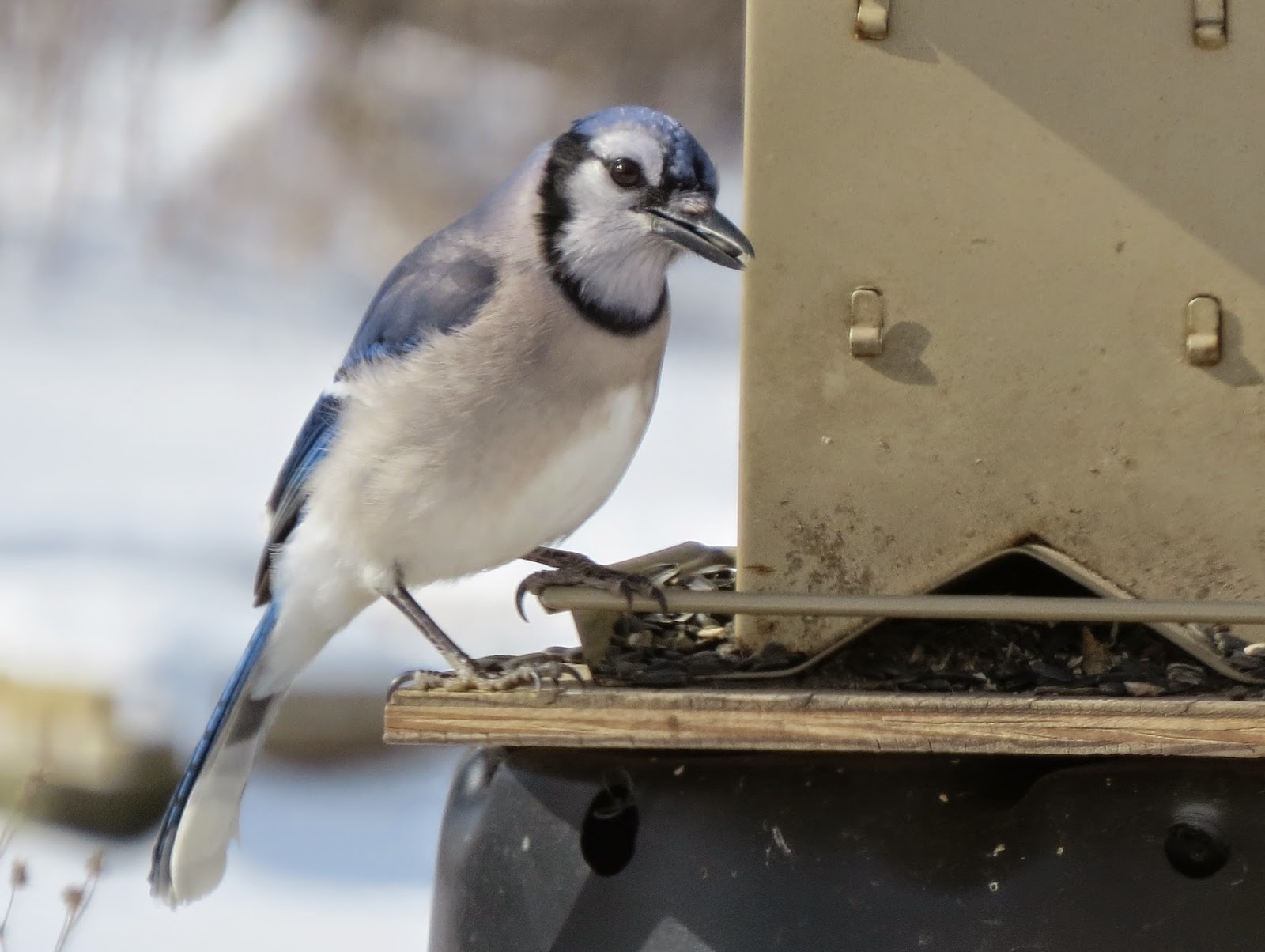 Blue Jay Barrens: Blue Jays