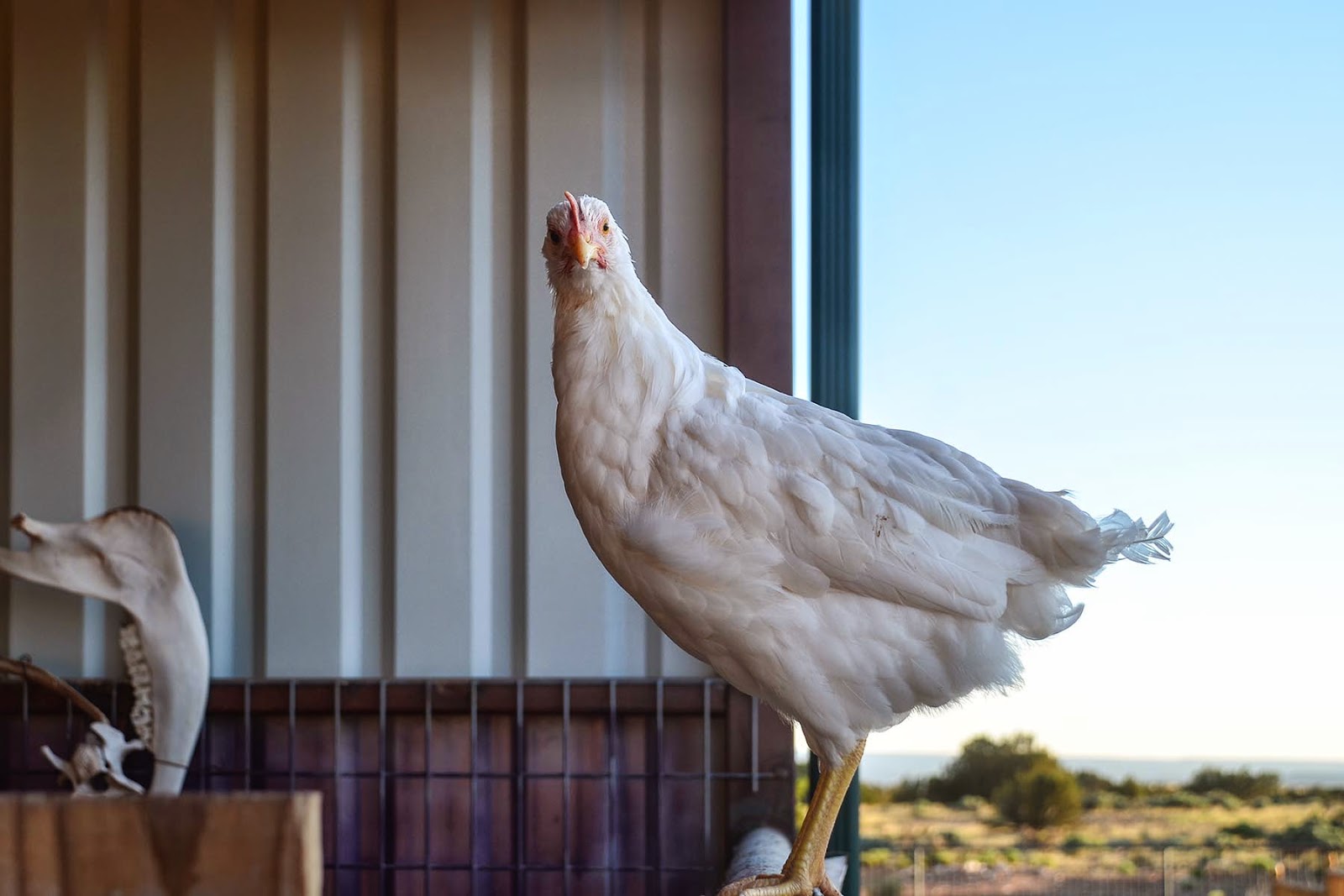 The 7MSN Ranch: Getting up with the chickens