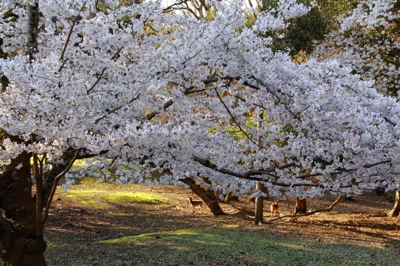 One Time One Meeting: Once a year, heaven appears in Nara Park.