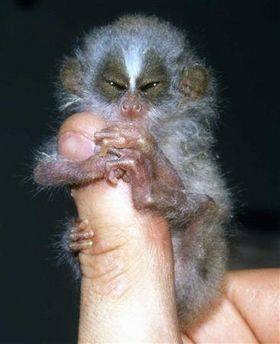 M. Raeder - Photography: Finger Monkeys