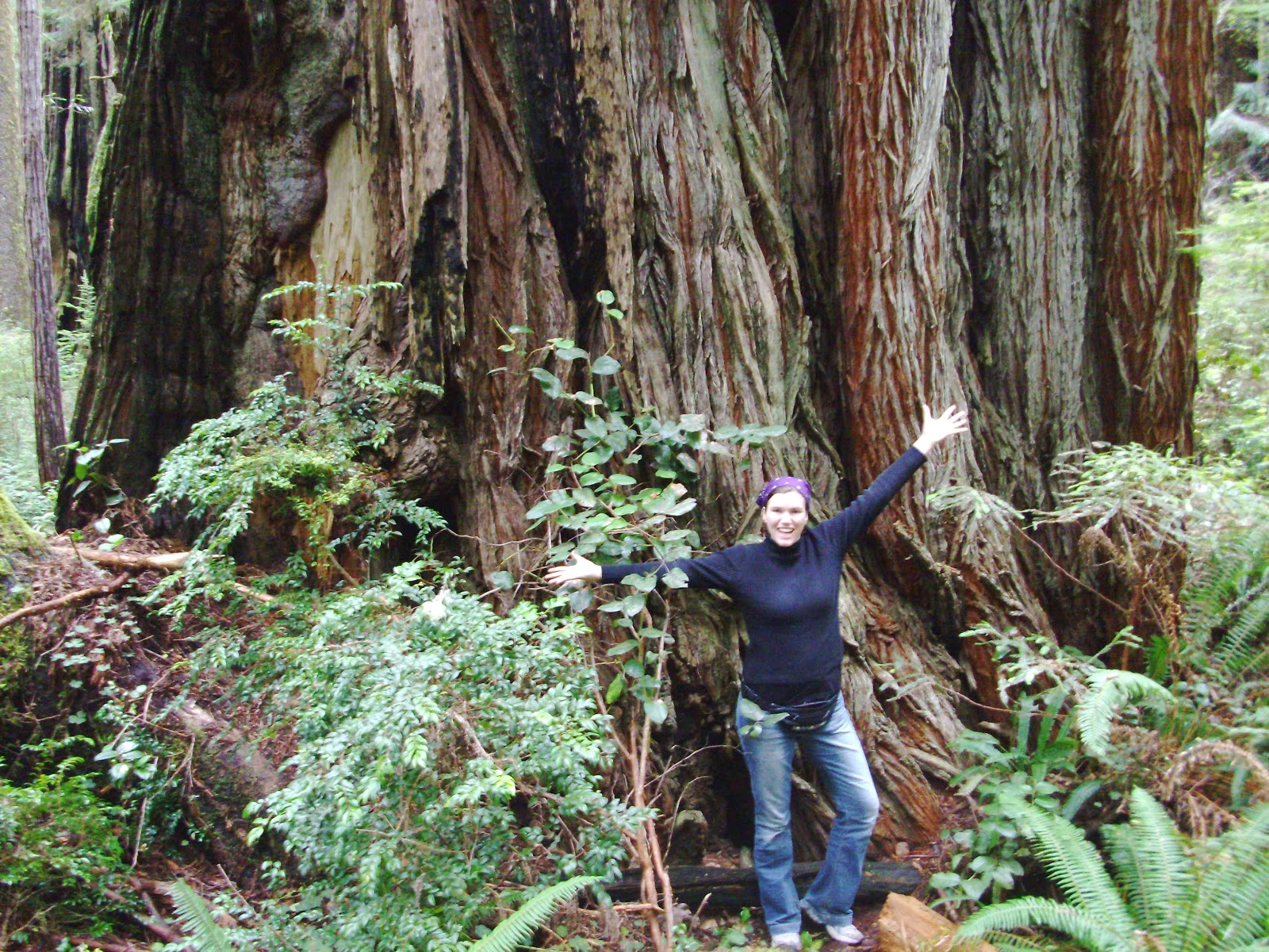 The Traveling Mandolin: Where to Go: Prairie Creek Redwoods State Park ...