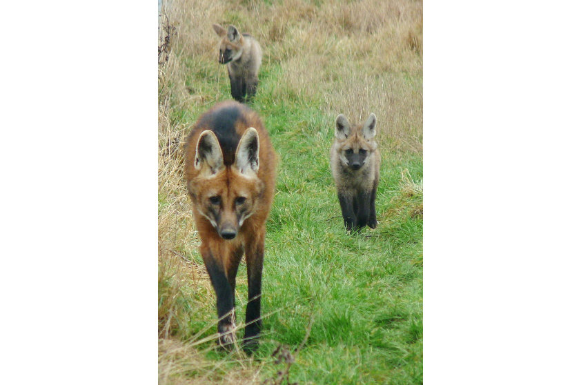 Vamos falar do Cerrado?: Fauna do Cerrado