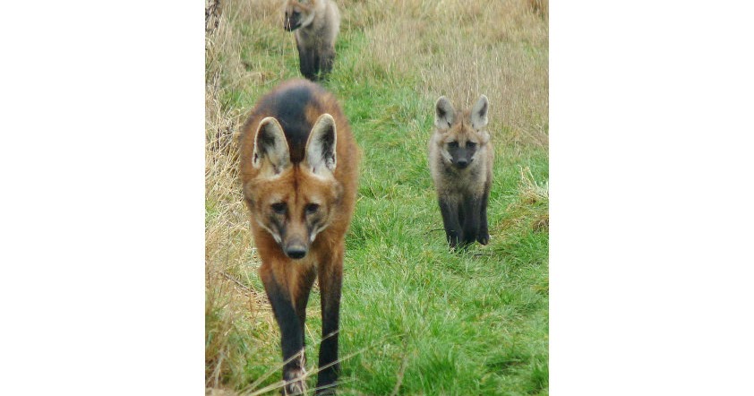 Vamos falar do Cerrado?: Fauna do Cerrado