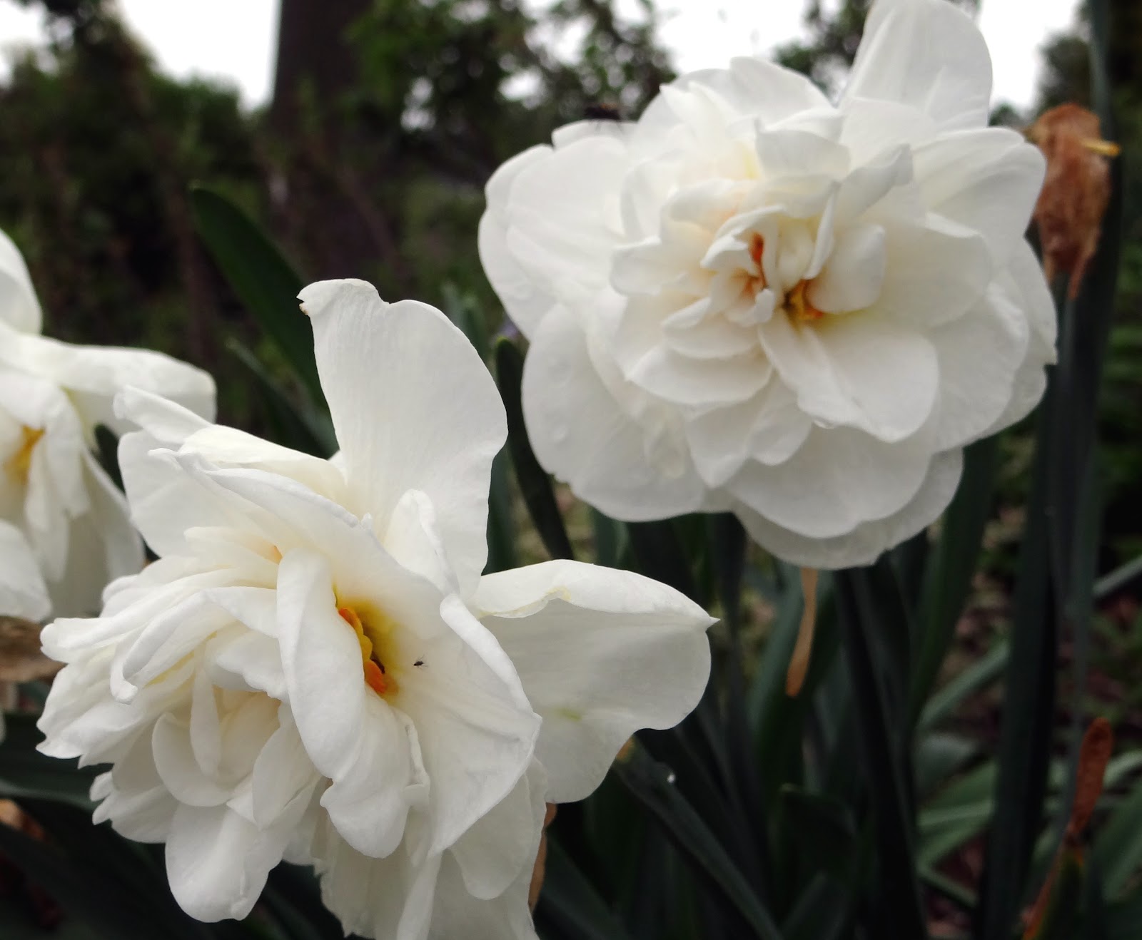 Spring Valley Roses: Daffodils in Bloom