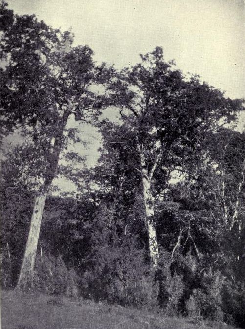 Future Plants by Randy Stewart: Robles and Antarctic Beech