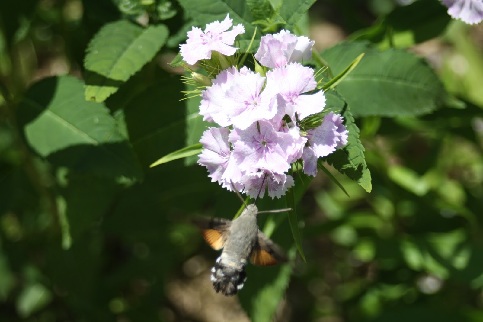 Debbie's Delectable Delights