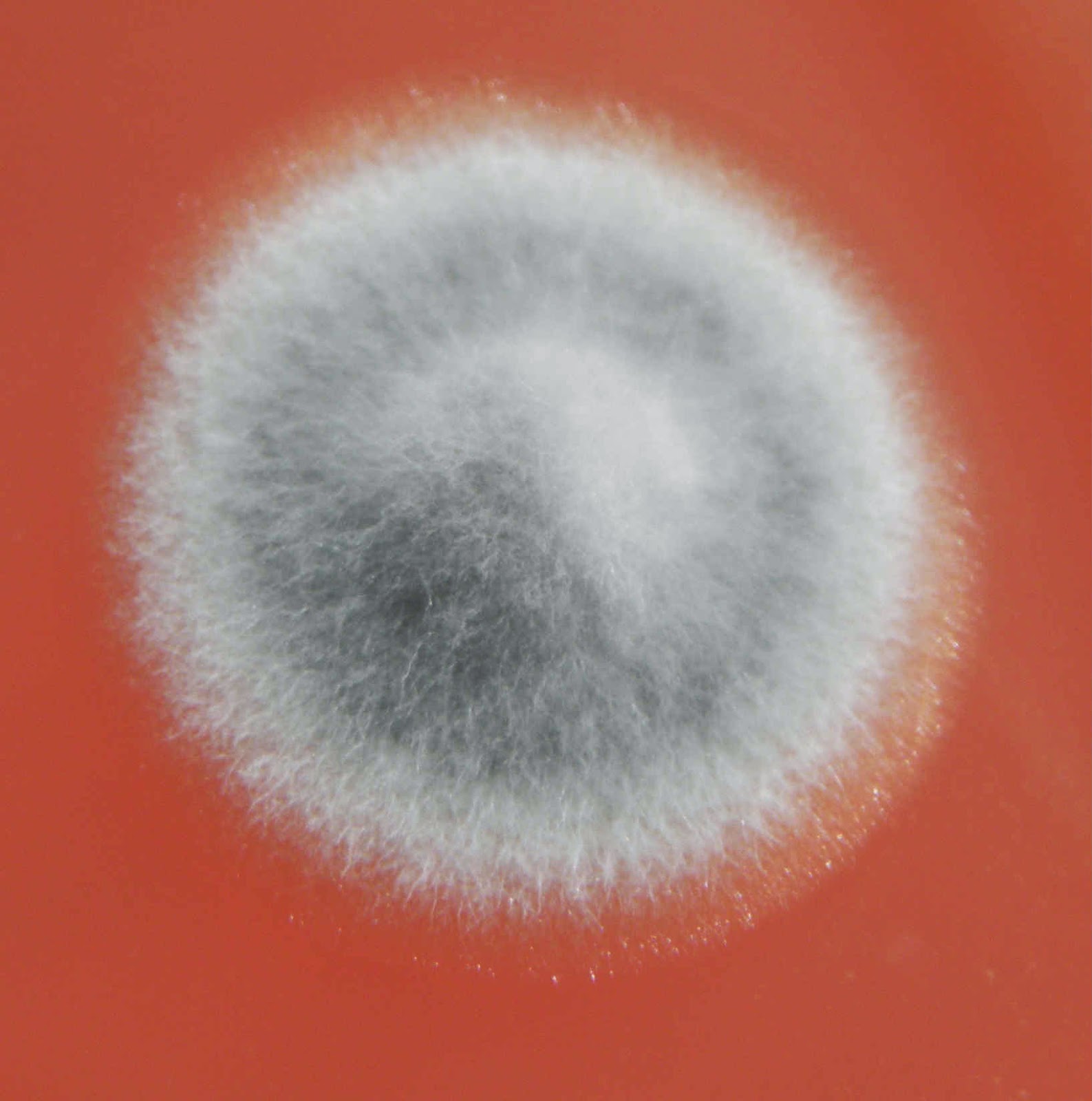 ATLAS MICOLOGIA: CLADOSPORIUM HERBARUM