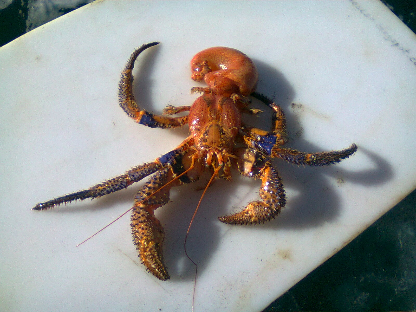 El Mar Argentino-Maffeis Oscar