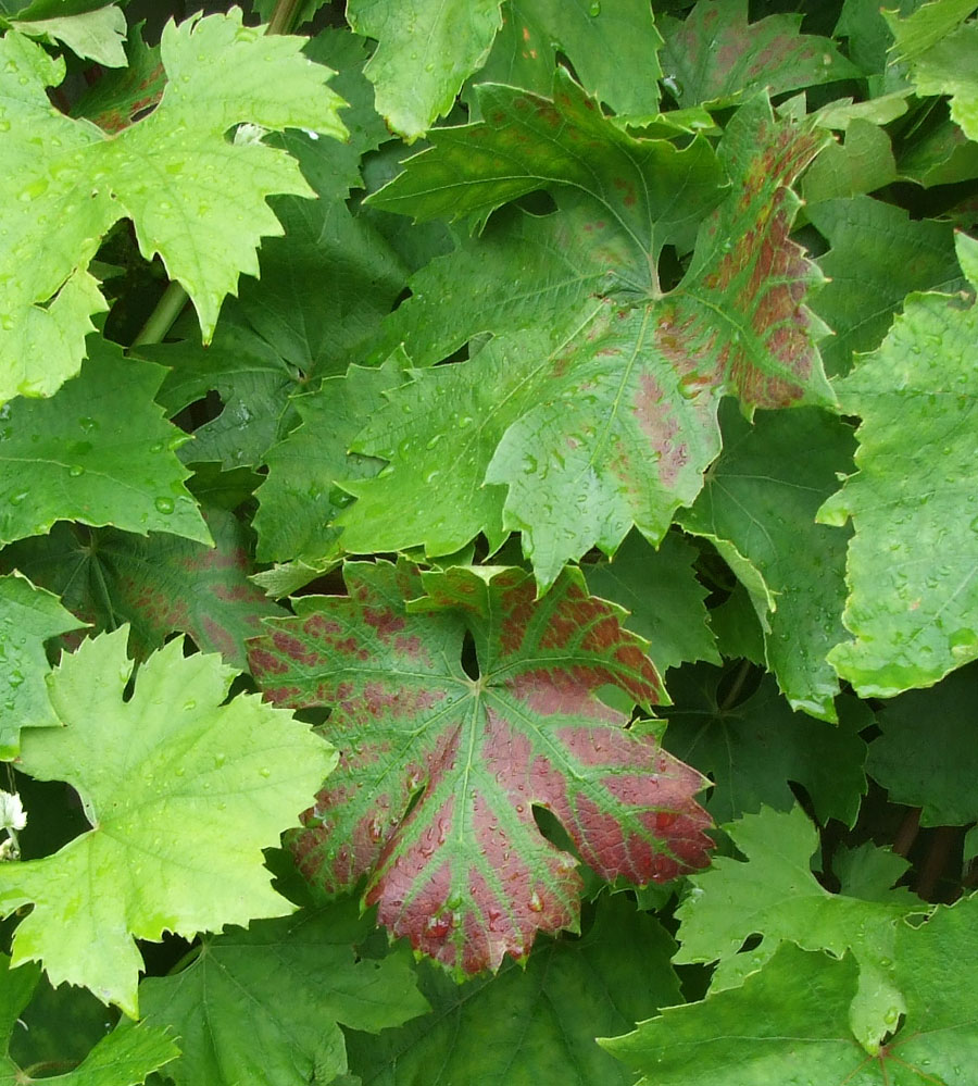 Home Grown Grapes UK.: Brant The Ornamental Grape.