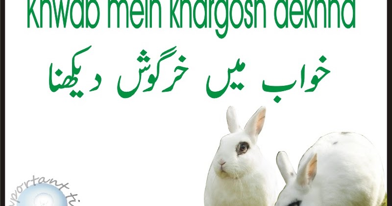 important tips: khwab mein khargosh dekhna| Rabbit in dream