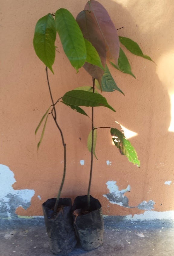 Dari Hutan ke Bandar...: Cengal Hutan @ Cengal Batu