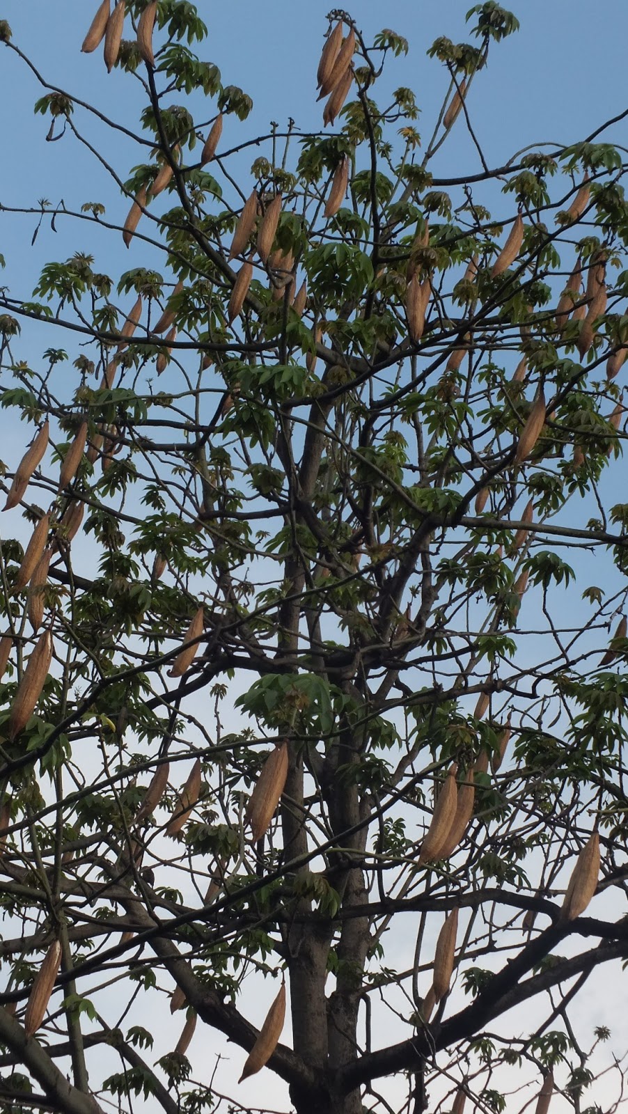 Photography with Dr. Ernie.: Kapok tree , Ceiba pentandra