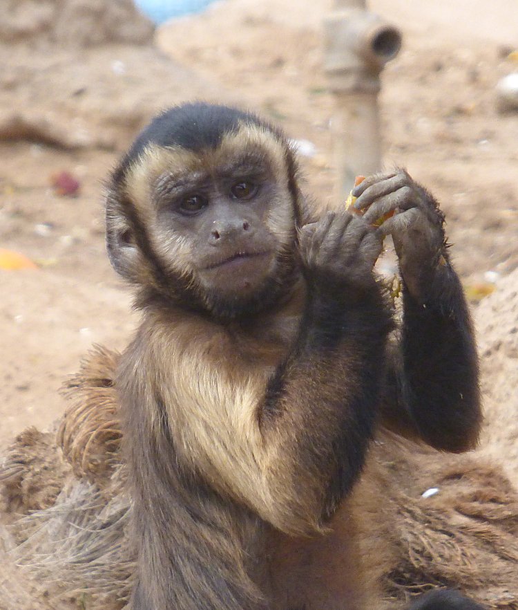 Kittling: Books: Our First Visit to the Wildlife World Zoo, Part Two