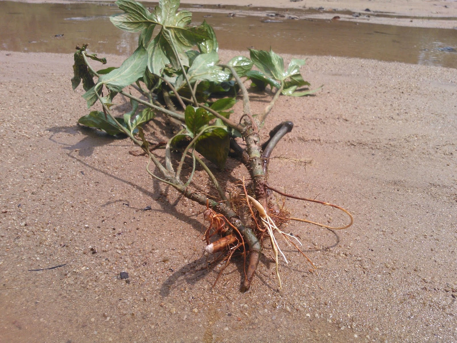 Azram Sulong: pokok geli-geli