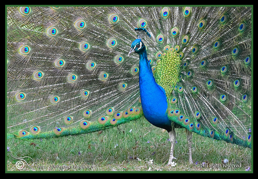 WILDLIFE GATEWAY: Les Paons bleus du Jardin Massey