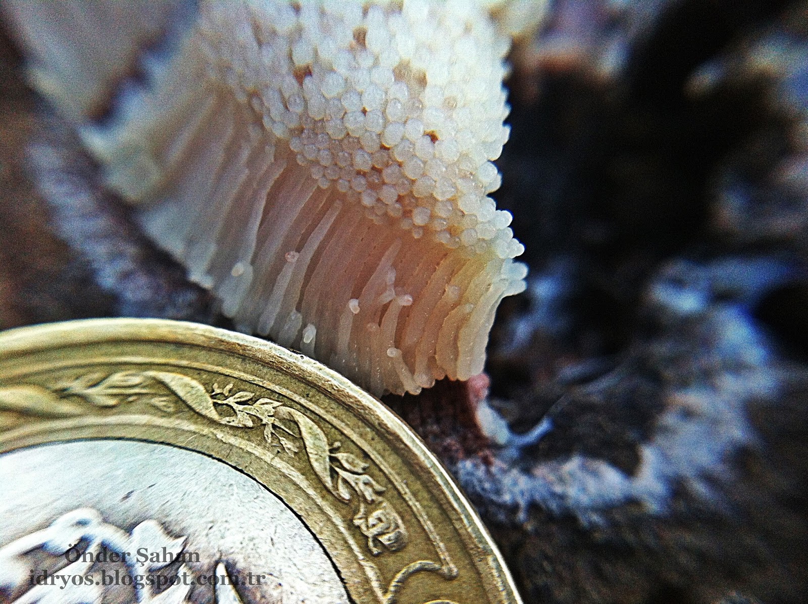 idryos: Stemonitis Axifera , Stemonitis species Fungi