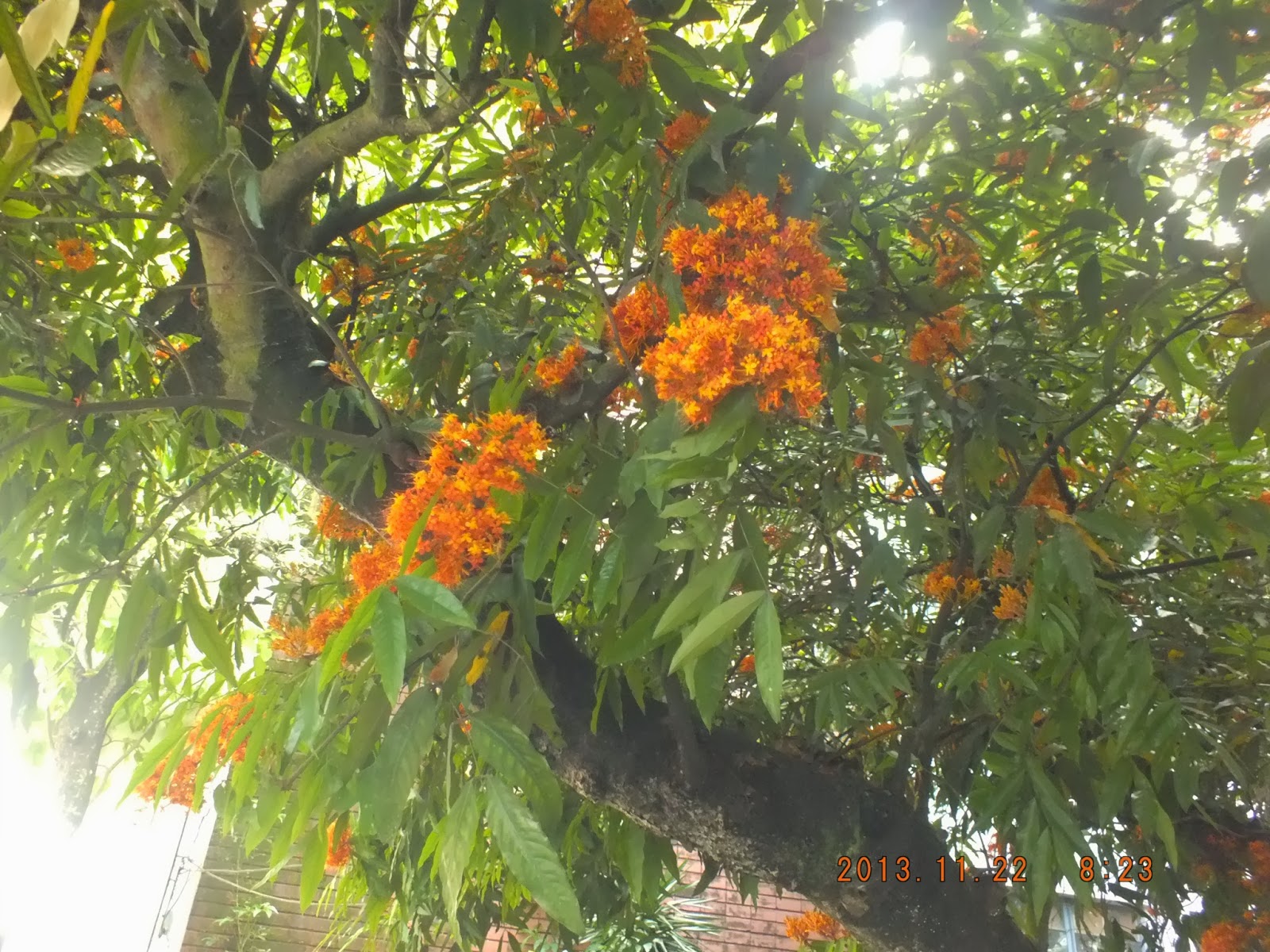 Photography with Dr. Ernie.: Saraca , Saraca asoca, Saraca indica