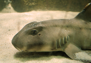 EE Fernando Milano: Tubarão Lixa branco