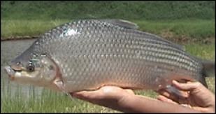 jiujitsumanaus: Peixe: Curimatã Fish: Curimata