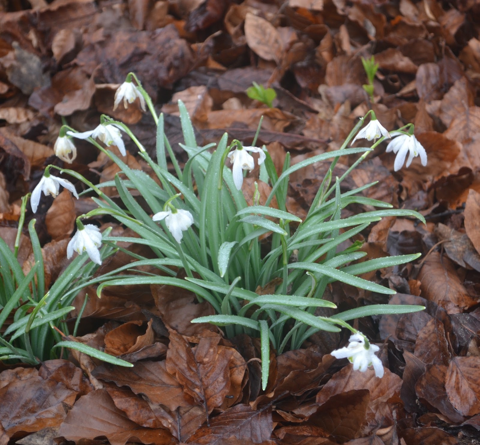 Walks among Flowers: Oxfordshire: Ewelme to Maidensgrove: Ancient ...