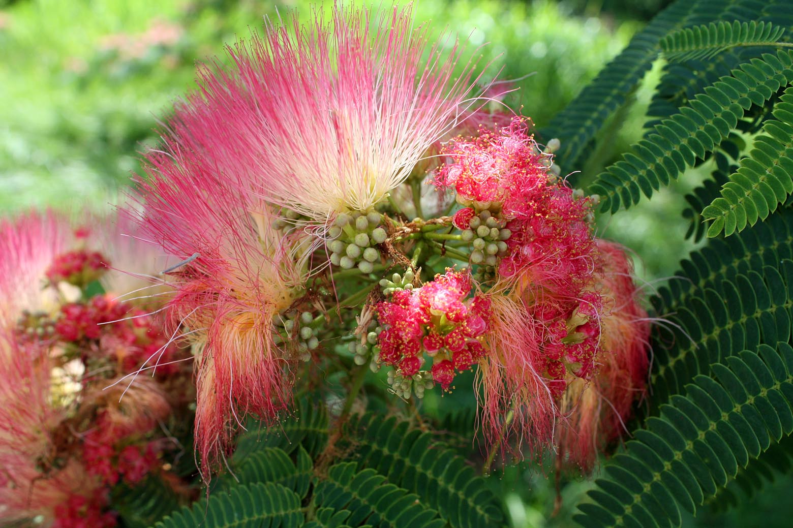 Southern Lagniappe: Mimosa: The Sleeping Tree