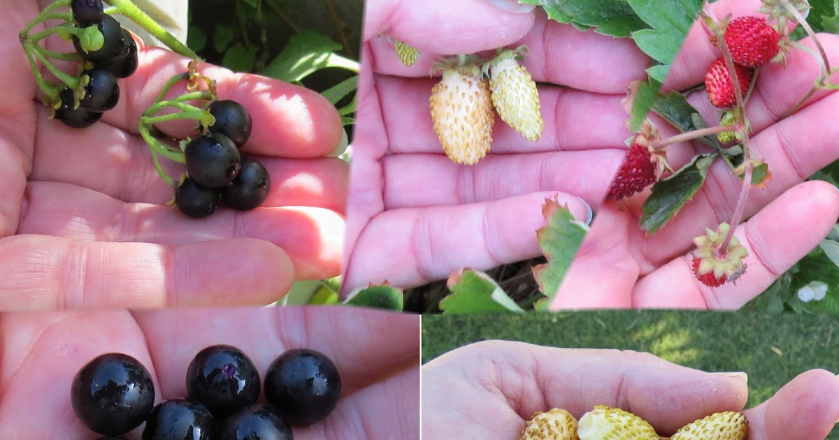 Edible Herbs, Flowers & Other Edibles - Grow Your Own Dinner!: Berry ...