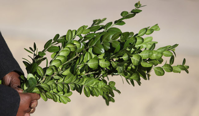 Diaporama : l'évangile des Rameaux