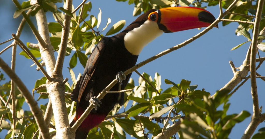 Cultura Guaraní: El ambay