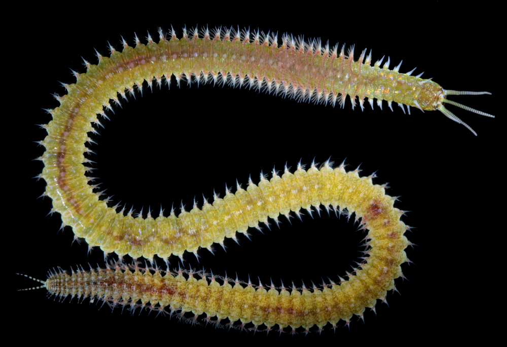 Contoh Hewan Annelida - Perumperindo.co.id