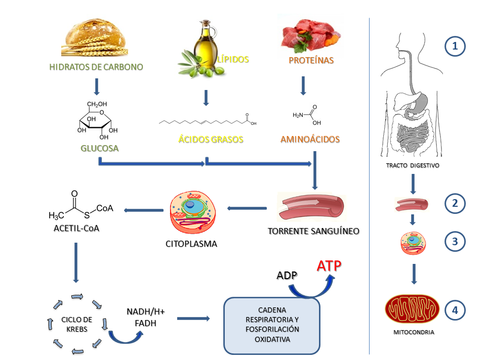Nutrimentos como elementos de obtención de energía ~ Energía y consumo ...