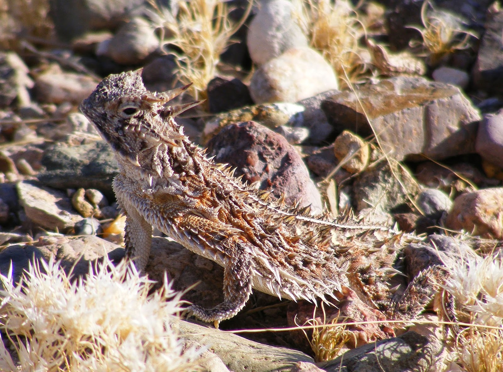 Desert Packrat: Critters of the Desert