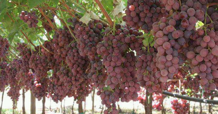 Cara-supaya-pohon-anggur-cepat-berbuah