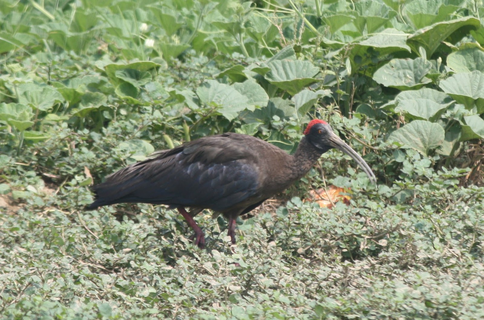 Birds in Delhi(India): Black Ibis
