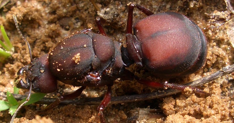 O Império Myrmex: Atta (pt)