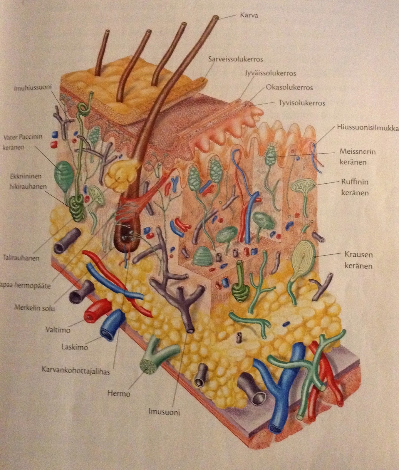 All That Beauty..: Ihon rakenne & toiminta..