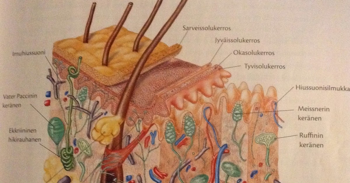 All That Beauty..: Ihon rakenne & toiminta..