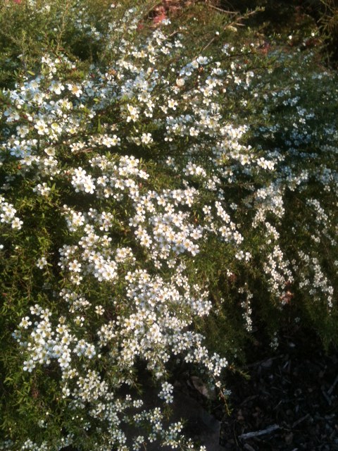 Gondwana Nursery: Leptospermum Little Bun, excellent hardy small shrub
