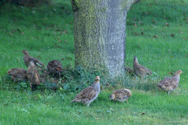 Jardin de la Sauvagine: Une belle compagnie de perdrix