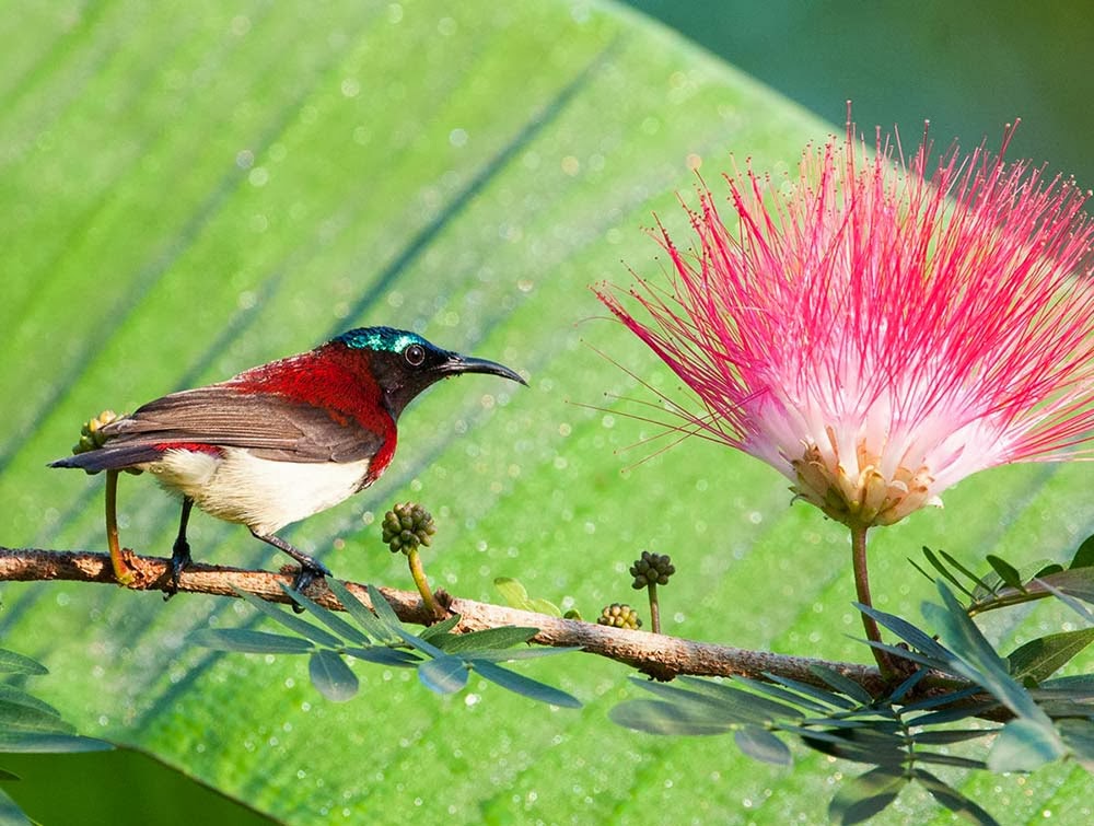 Indian Birds Photography: (delhibirdpix) Crimson-backed Sunbird ...